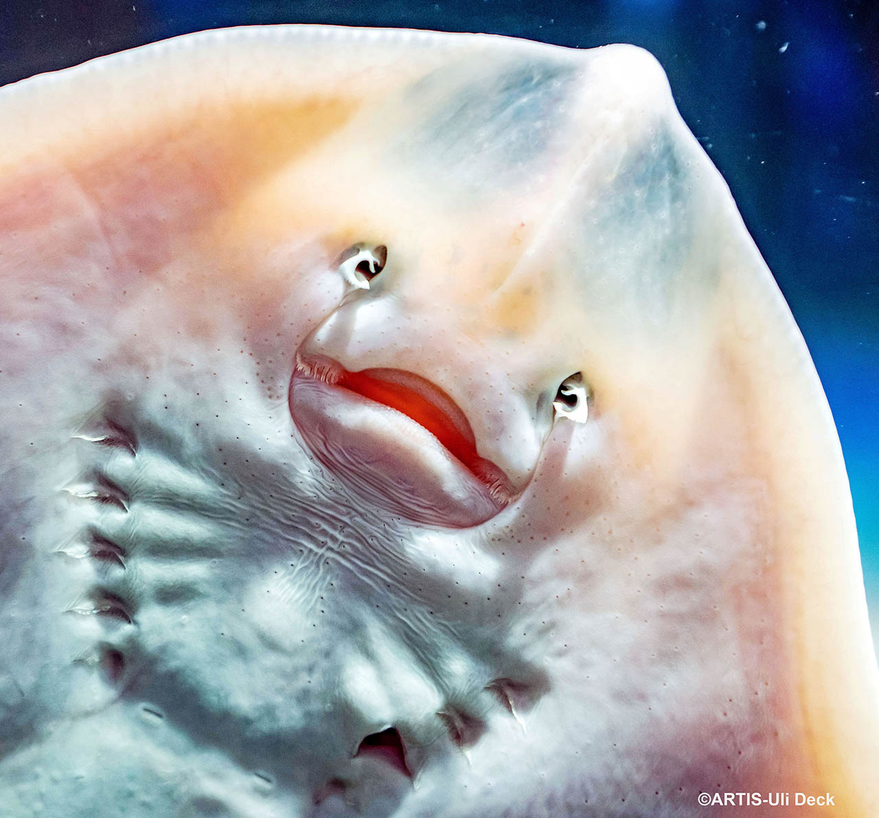 Was ist das denn?! …. Ein Nagelrochen in einem Aquarium des ...